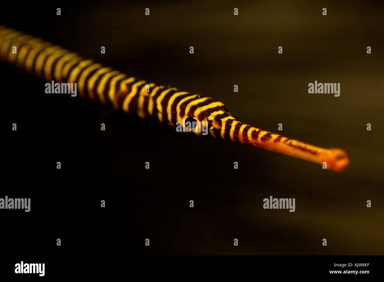 Pipefish Doryrhamphus pessuliferus Anilao Batangas Philippines Pacific ...