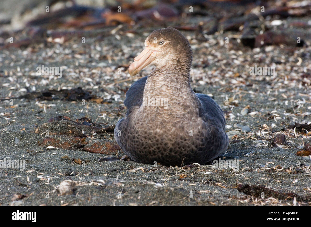 Southern Giant Petrel Stock Photo - Alamy