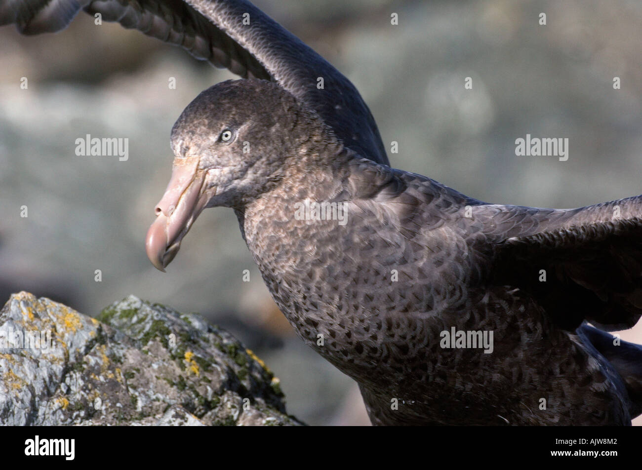 Southern Giant Petrel Stock Photo - Alamy