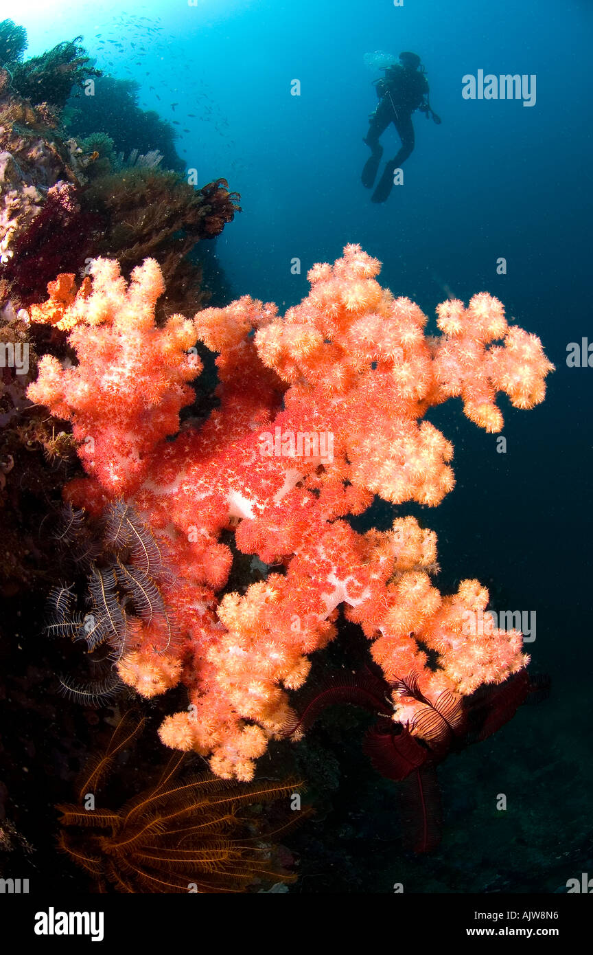 Pink soft coral with diver silhouette Dendronephthya sp Anilao Batangas ...