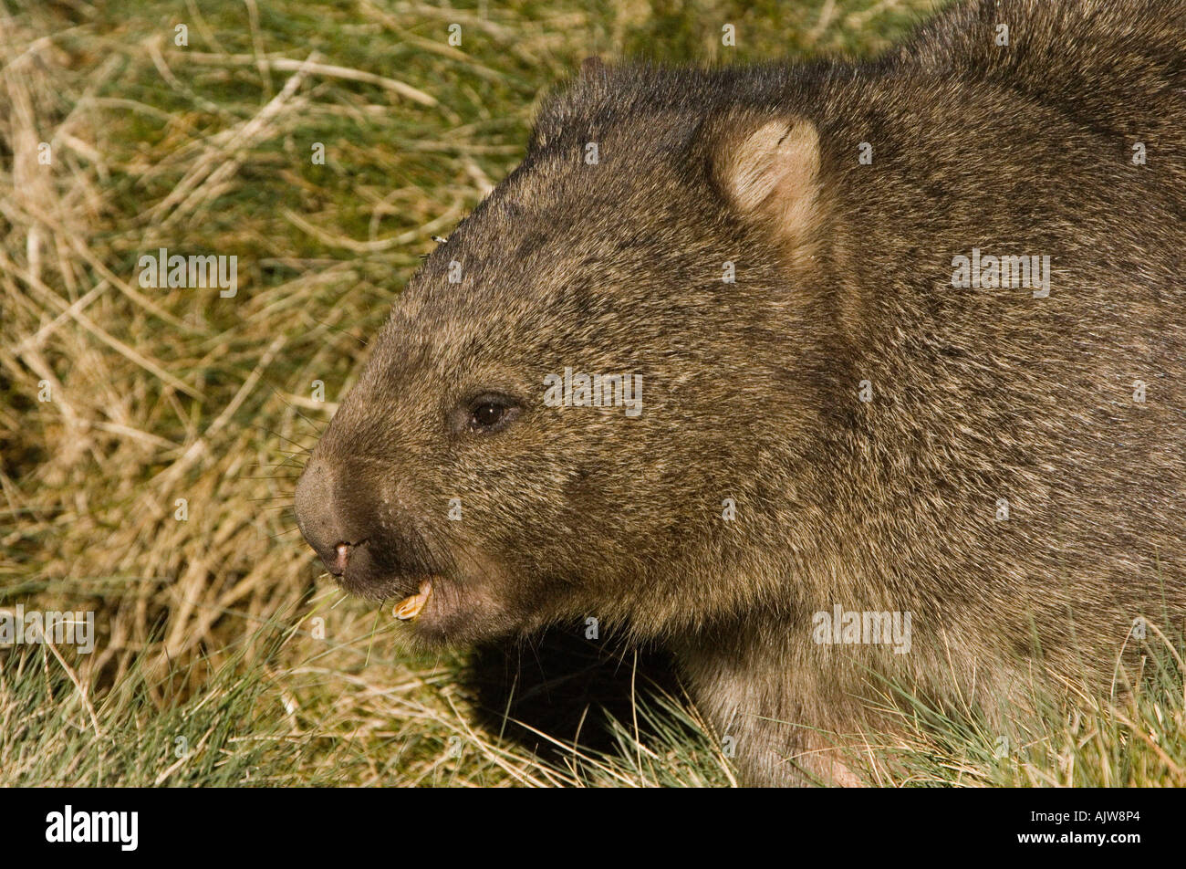 Common Wombat Stock Photo - Alamy