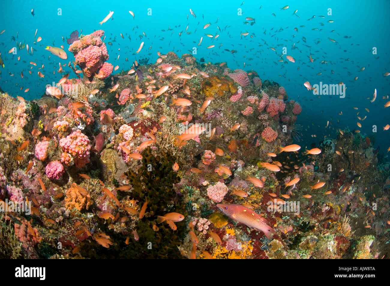 Schools of Anthias Pseudanthias sp and other tropical fish on a healthy ...