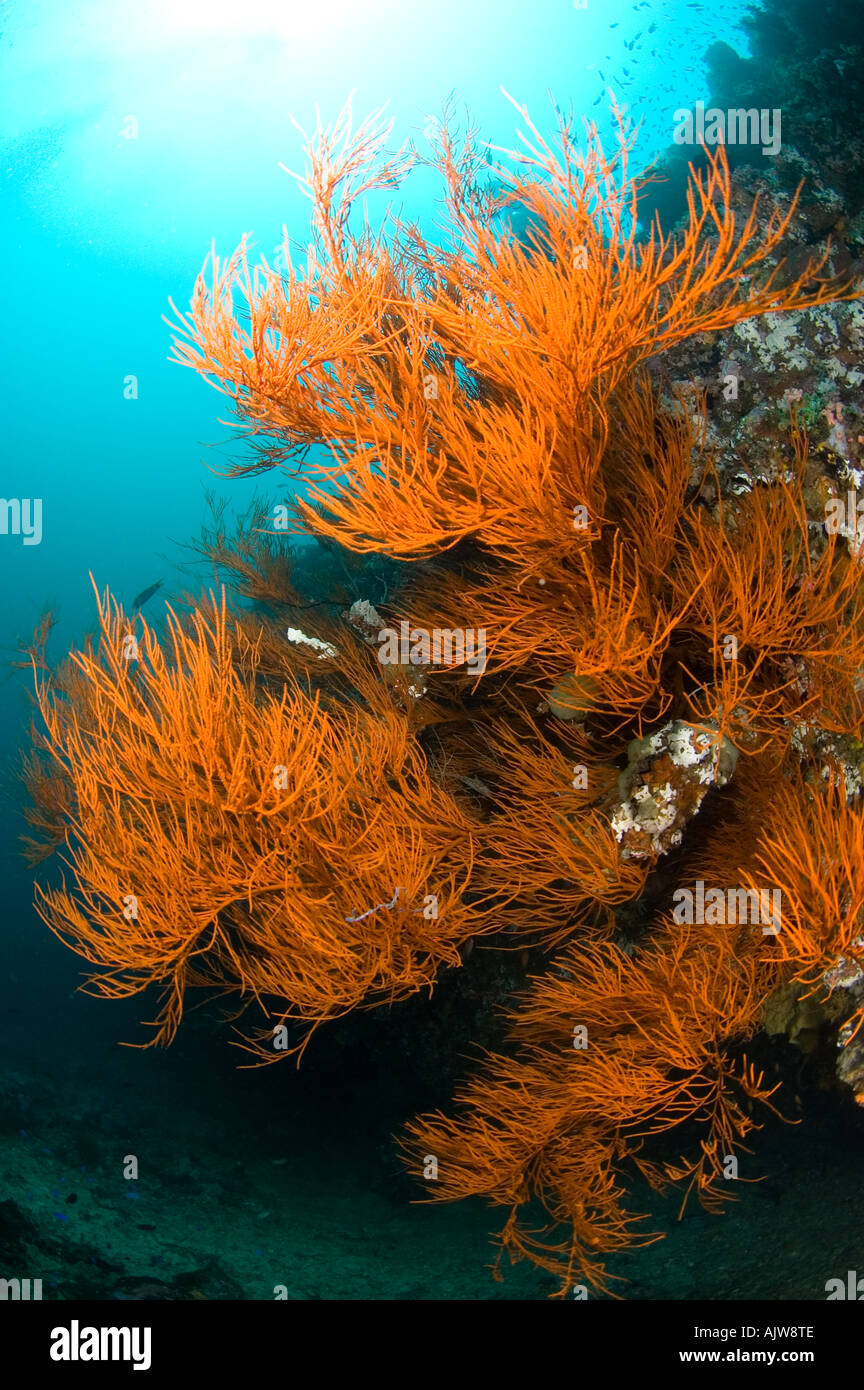 Black coral tree Antipatharia sp Anilao Batangas Philippines Pacific ...