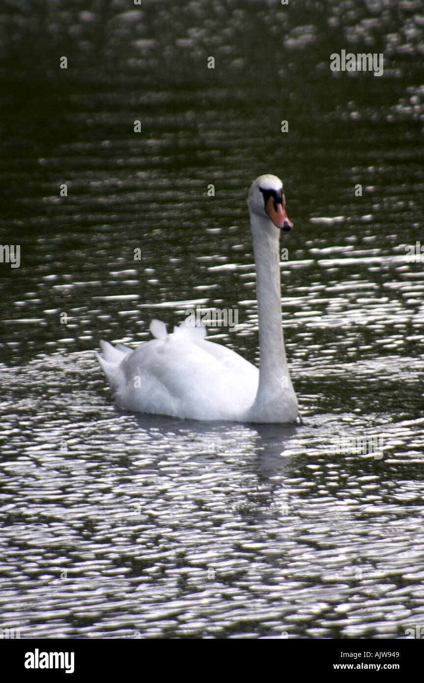 Cambridge england river swan hi-res stock photography and images - Alamy
