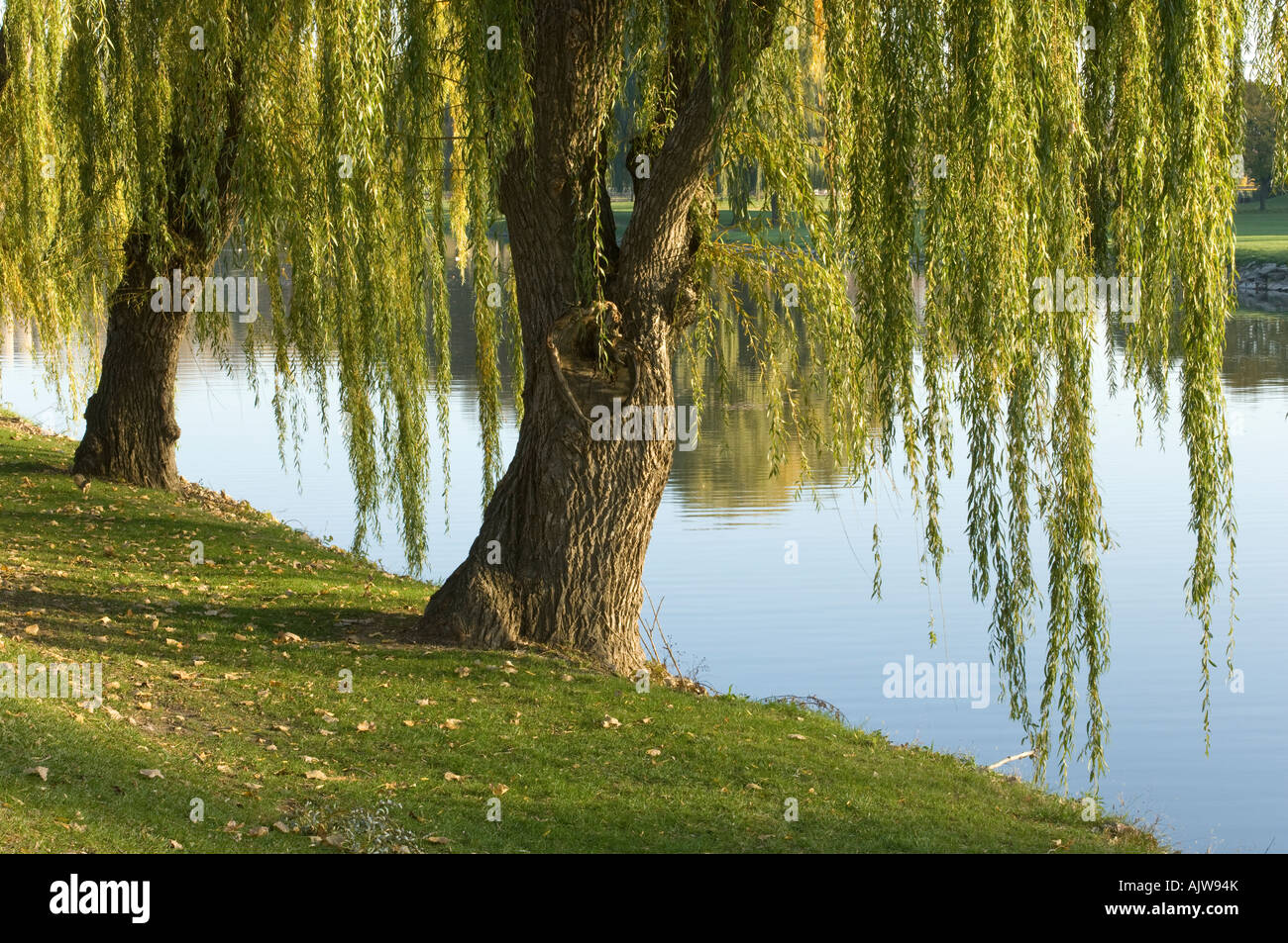 Weeping Willow trees along the Cass River in Frankenmuth Michigan USA ...