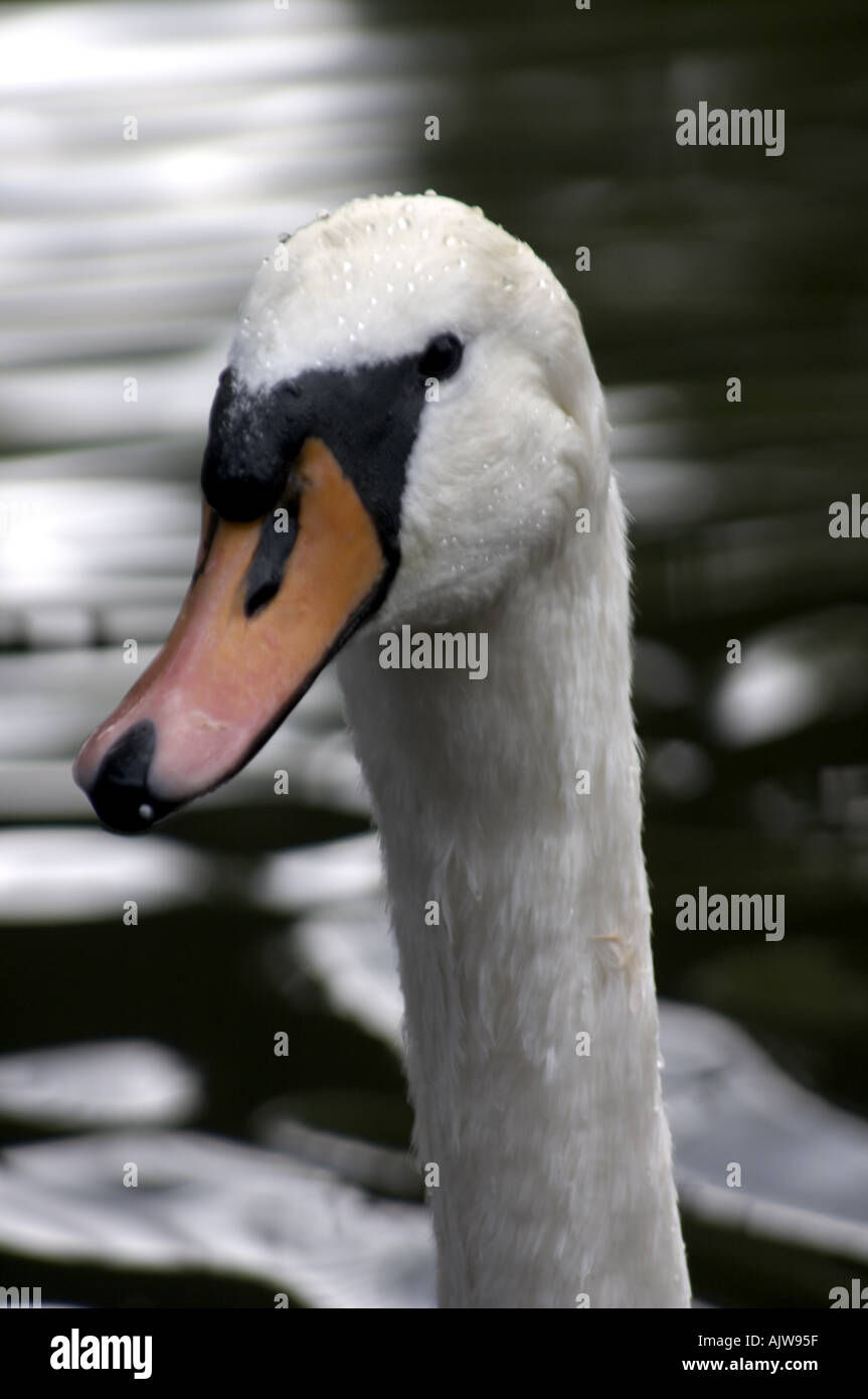 Swan on the River Cam Cambridge England 2004 Stock Photo - Alamy