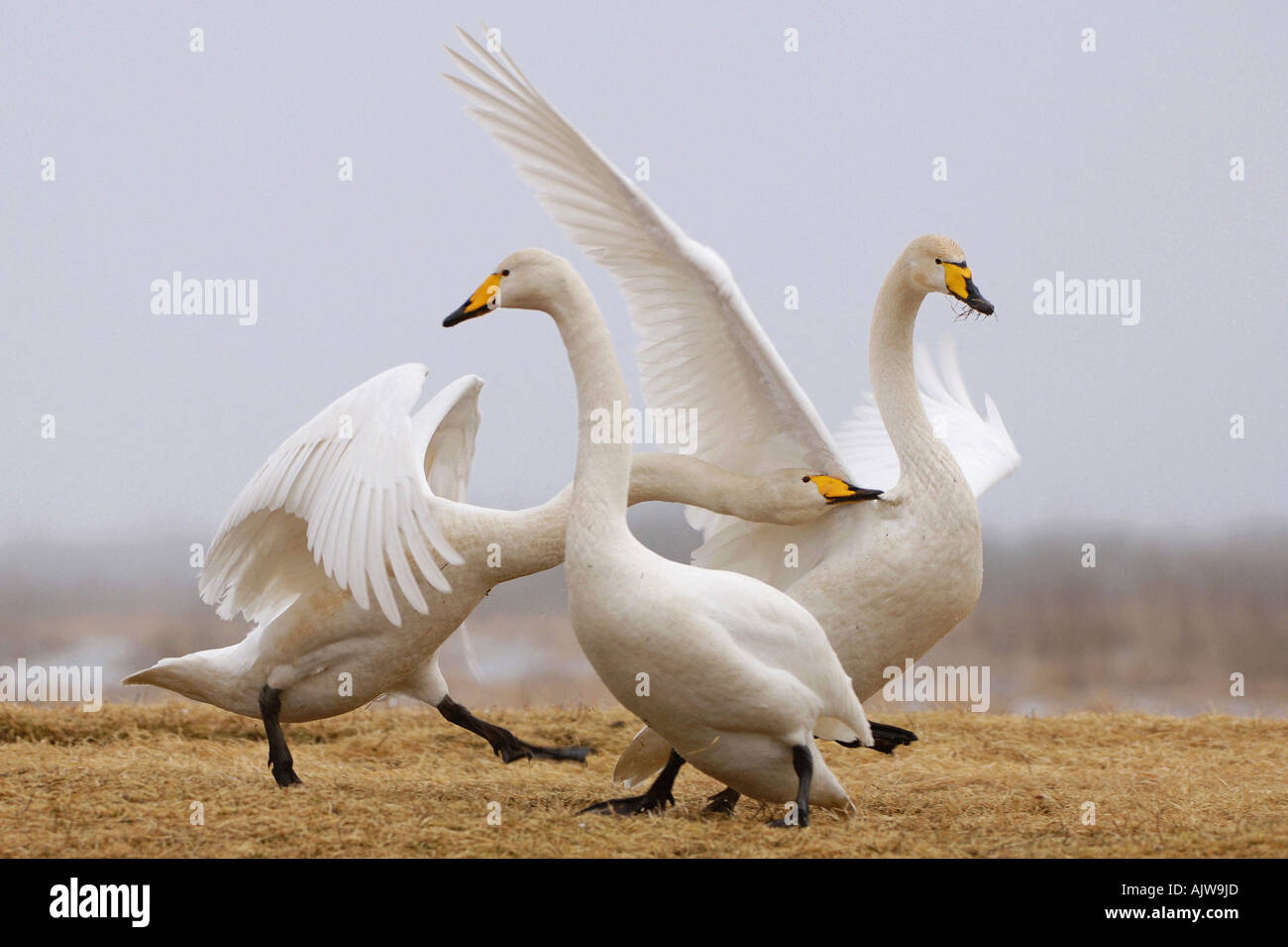 Whooper swans fighting hi-res stock photography and images - Alamy