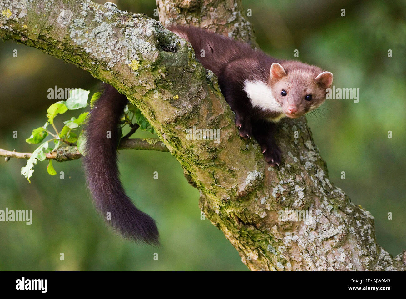 Beech Marten Stock Photo - Alamy
