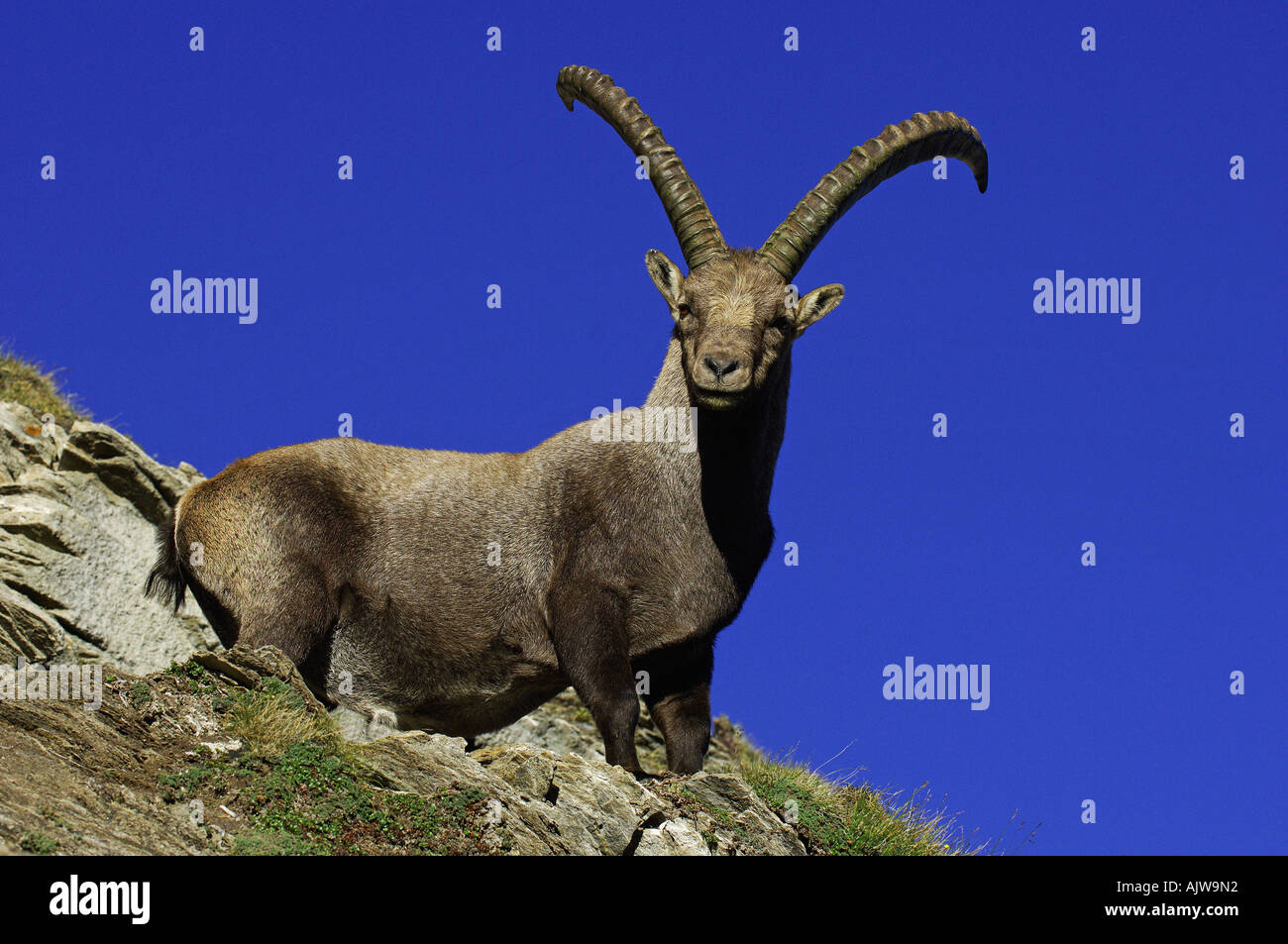 Alpine Ibex Stock Photo - Alamy