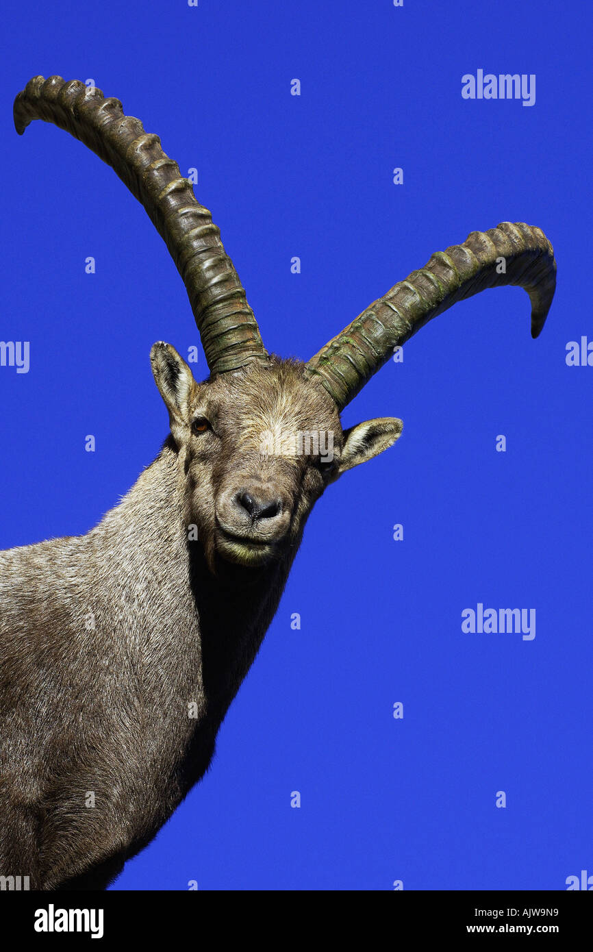 Alpine Ibex Stock Photo - Alamy