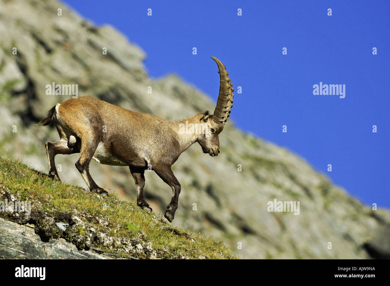Alpine ibex running hi-res stock photography and images - Alamy