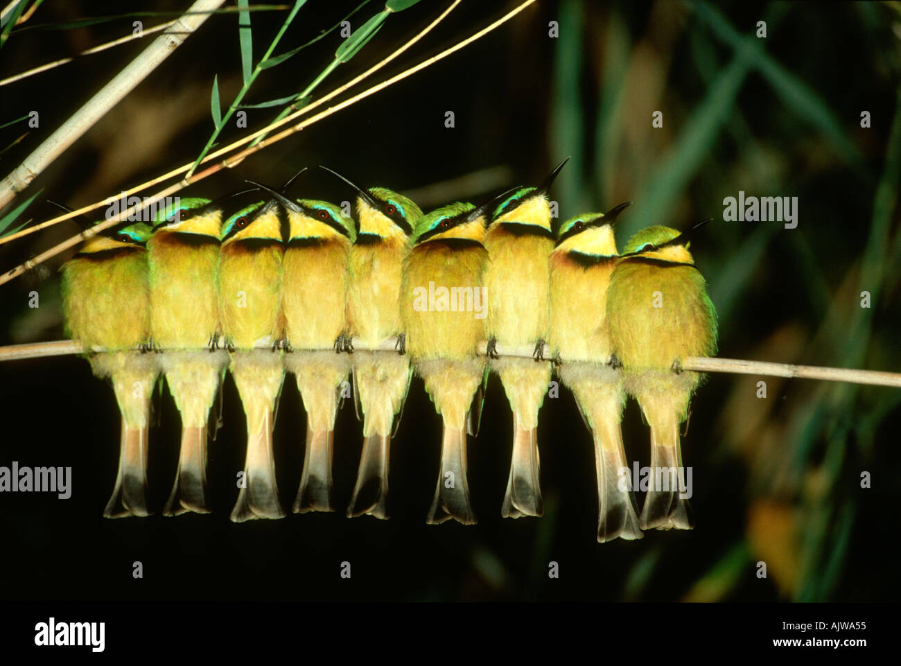 Little Bee eaters Shakawe Botswana Stock Photo - Alamy