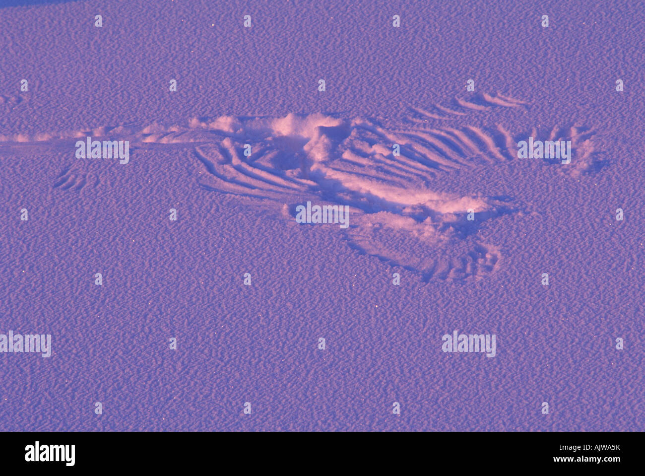 Story in the snow Winged kill print Stock Photo - Alamy