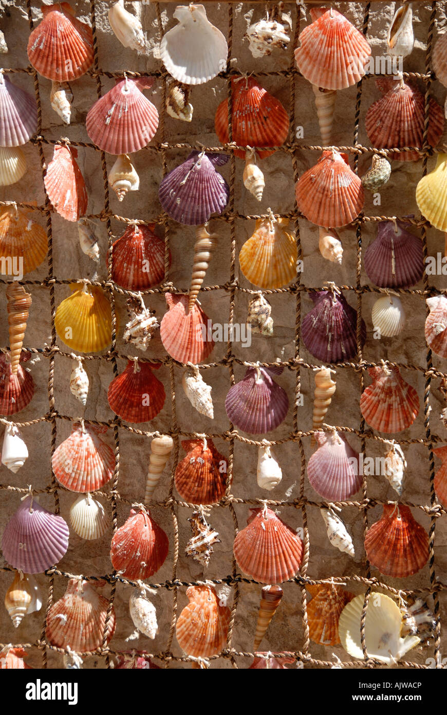 Sea shells Trogir Dalmatia Adriatic Croatia Stock Photo - Alamy