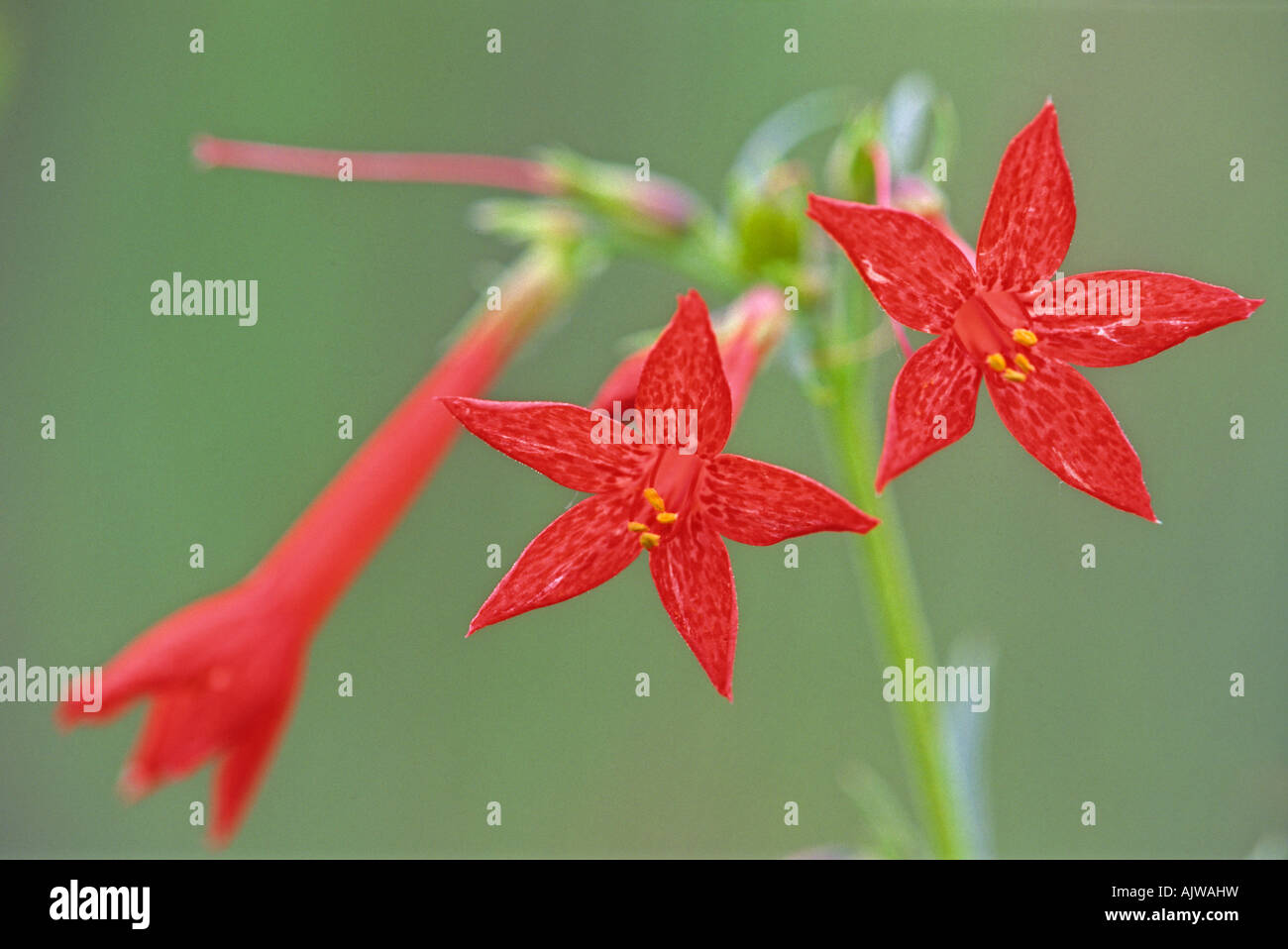 Scarlet gilia flowers Mt Mount Kobau British Columbia Canada Stock ...