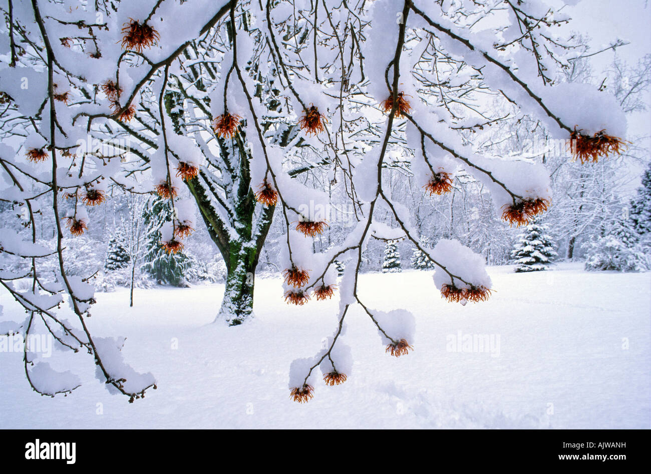 Snow on Chinese witch hazel tree in flower, Deer Lake Park, Burnaby, BC ...