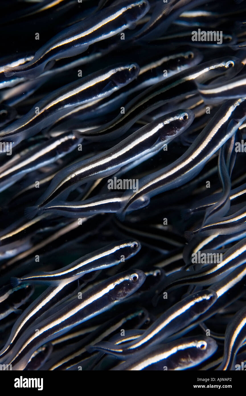 school of juvenile striped eel catfish Ptotosus lineatus Puerto Galera ...