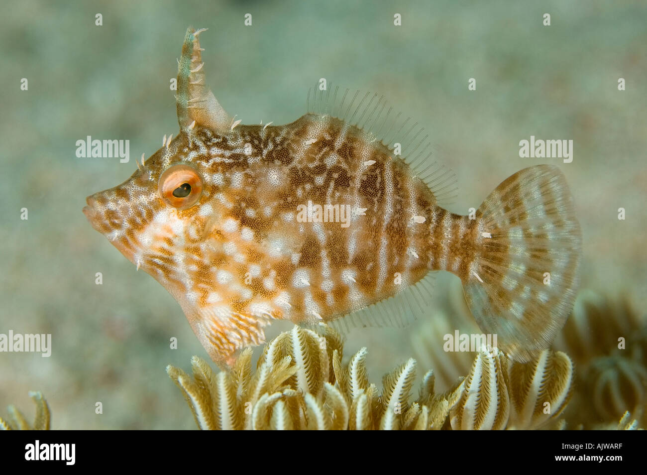Radial filefish Acreichthys radiatus among flower soft corals Xenia sp ...
