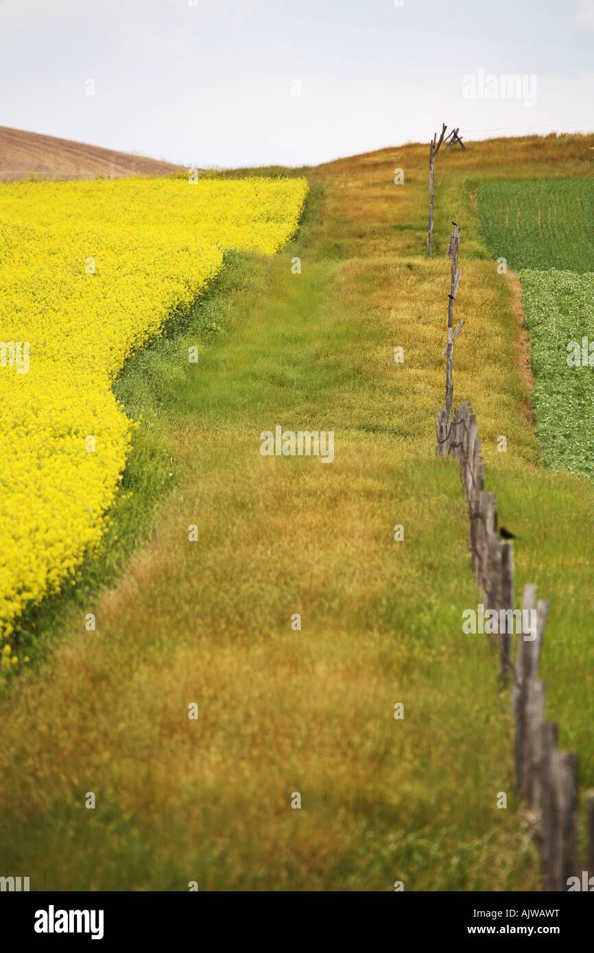 Fence near a canola crop in scenic Saskatchewan Stock Photo - Alamy