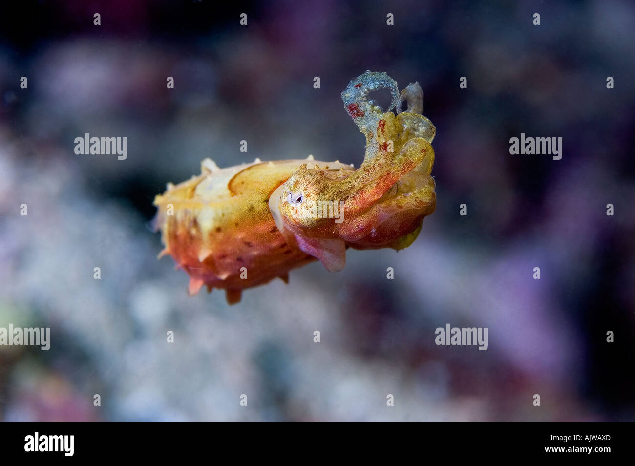 Juvenile reef cuttlefish Sepia sp Puerto Galera Oriental Mindoro ...