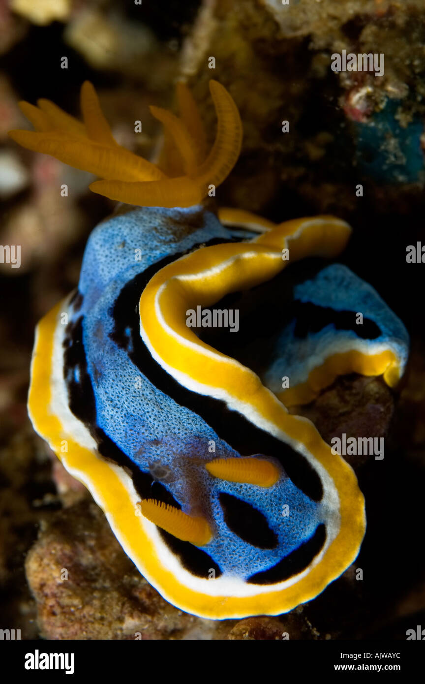 Chromodoris annae nudibranch Puerto Galera Oriental Mindoro Philippines ...