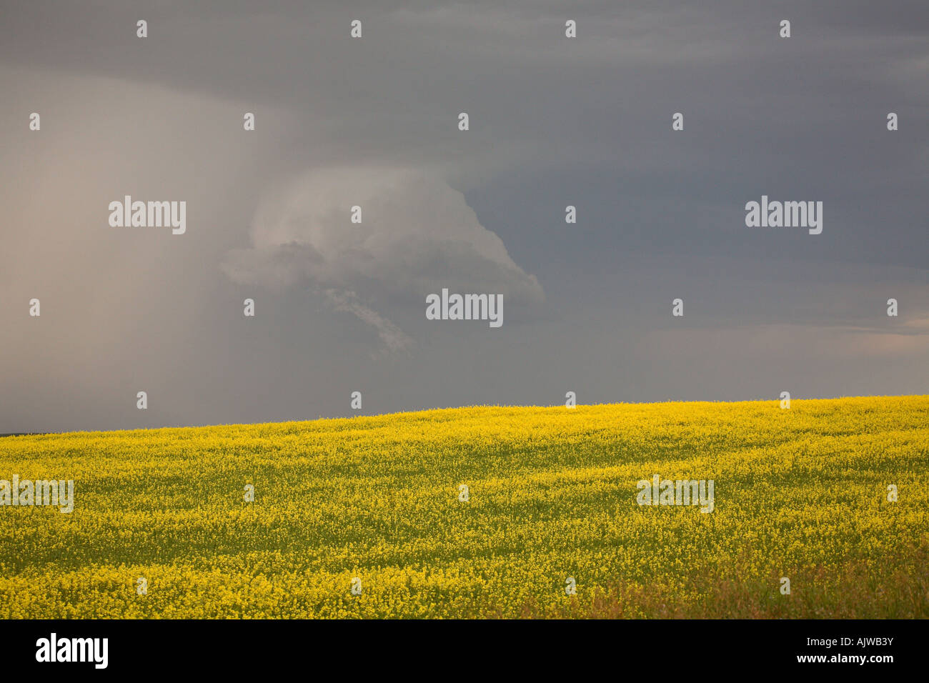 Rain approaching a canola crop Stock Photo - Alamy