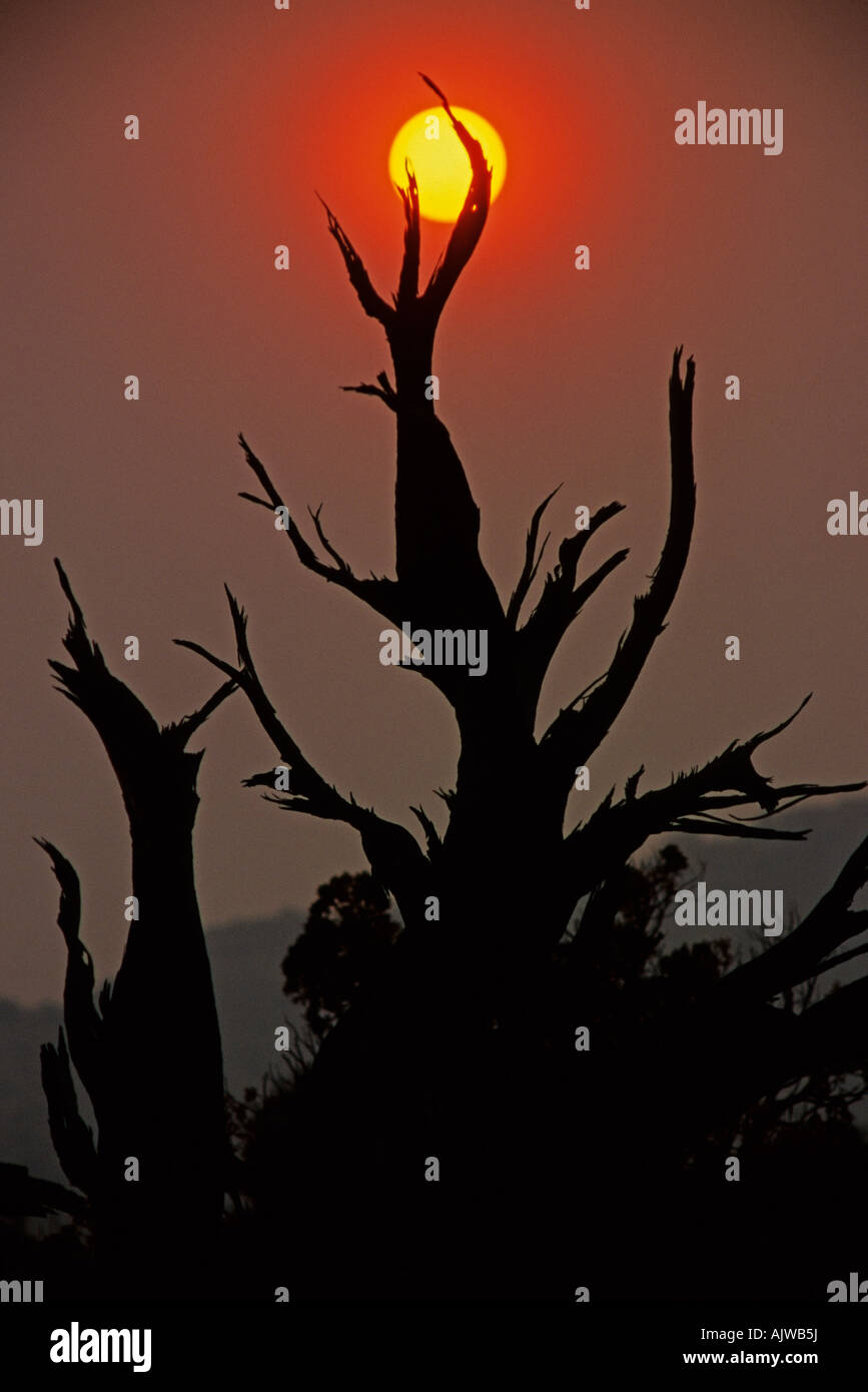 Juniper snag at sunset Grand Staircase Escalente National Monument Utah ...