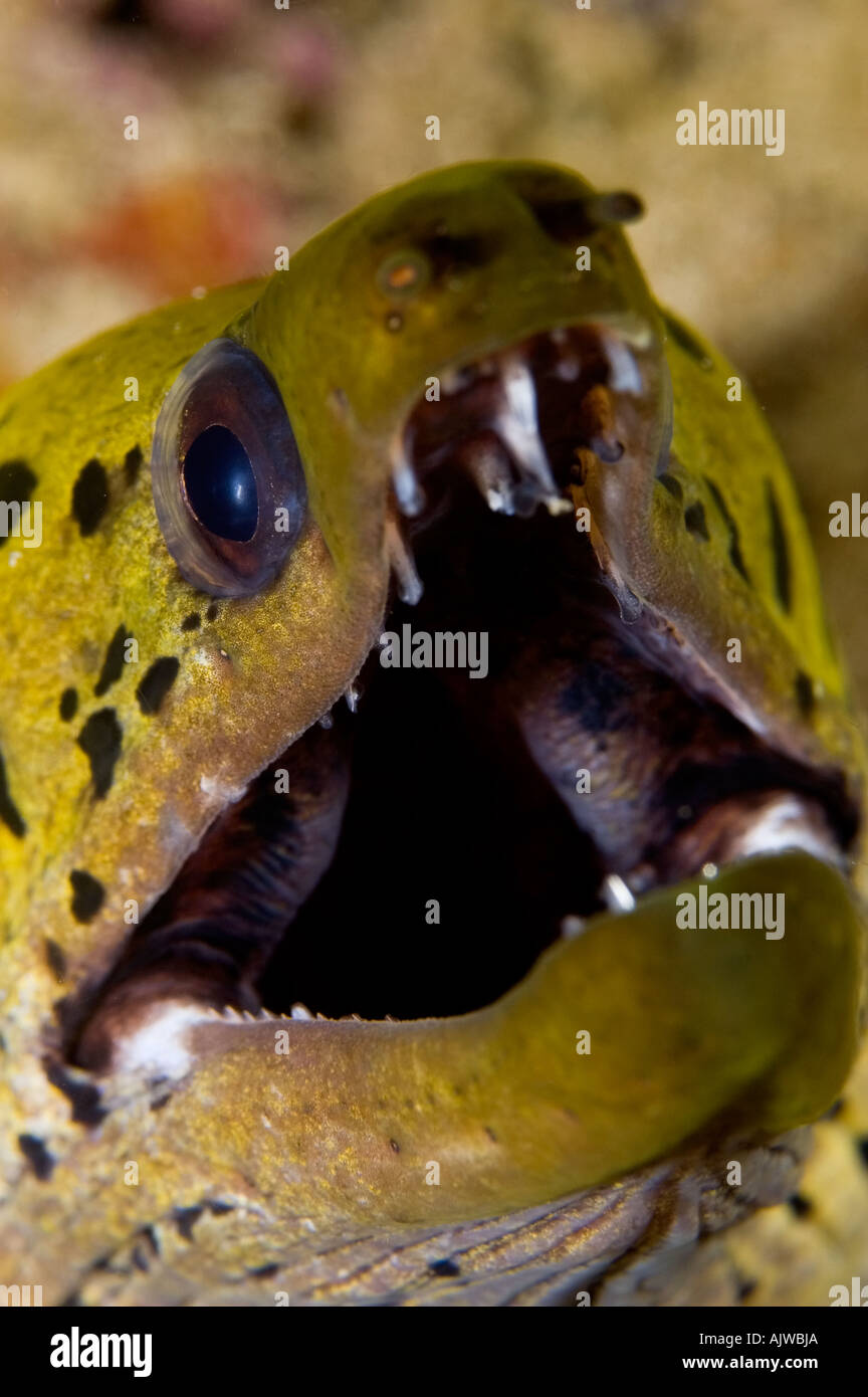 Undulated Moray eel Gymnothorax undulatus Puerto Galera Oriental ...