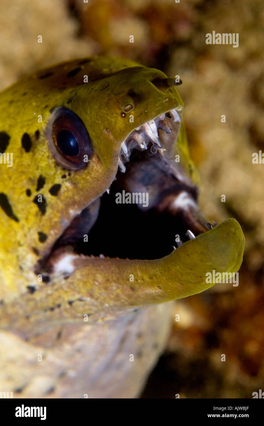 Undulated Moray eel Gymnothorax undulatus Puerto Galera Oriental ...