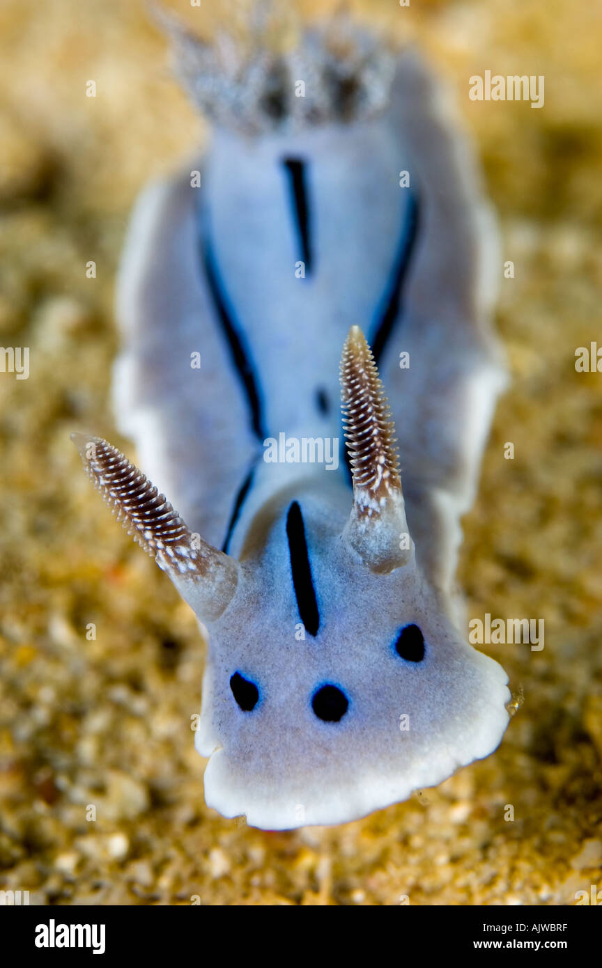 Chromodoris willani nudibranch Puerto Galera Oriental Mindoro ...