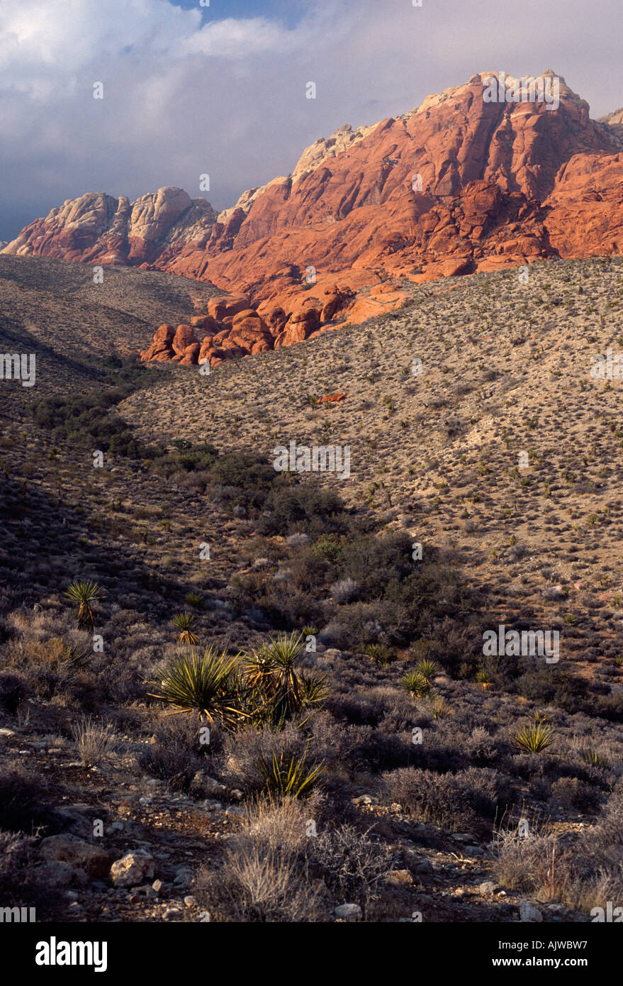Mojave Desert ravine with red sandstone and gray limestone formations ...