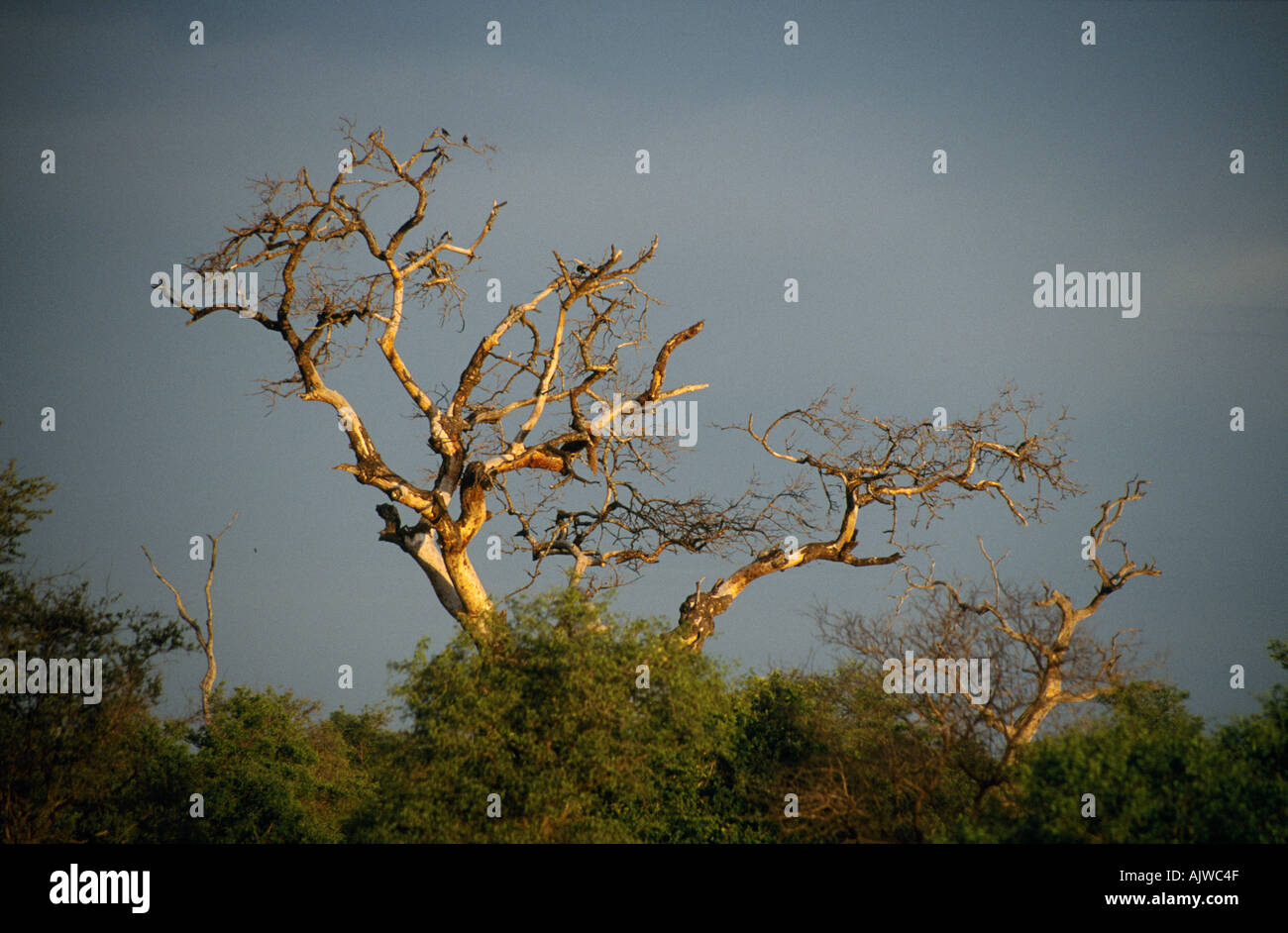Landscape Kruger Park Transvaal South Africa Stock Photo - Alamy