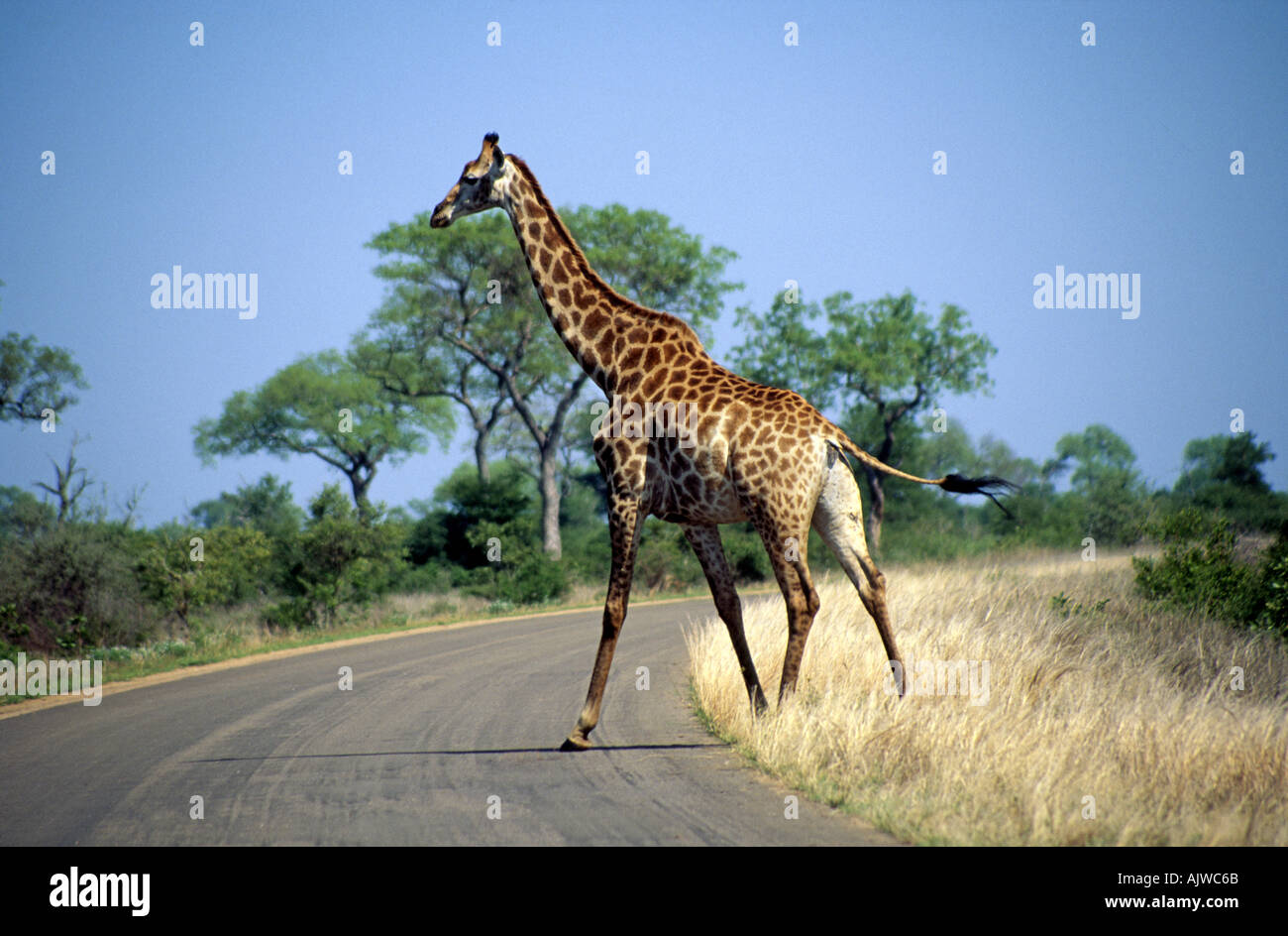 Giraffe Crossing The Road in Kruger Park in Transvaal South Africa ...