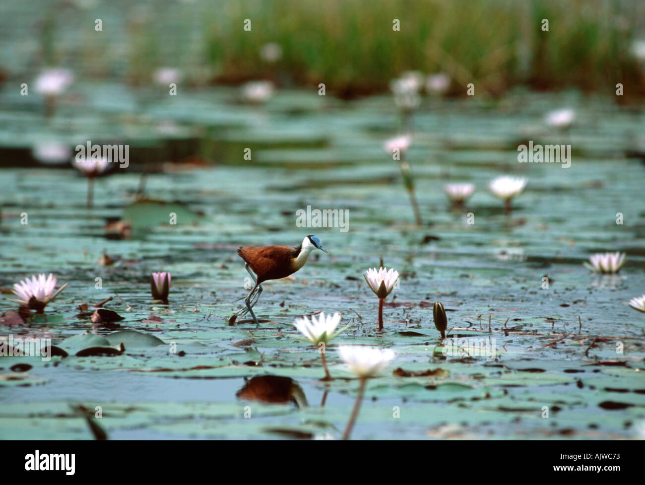 Lilly trotter hi-res stock photography and images - Alamy