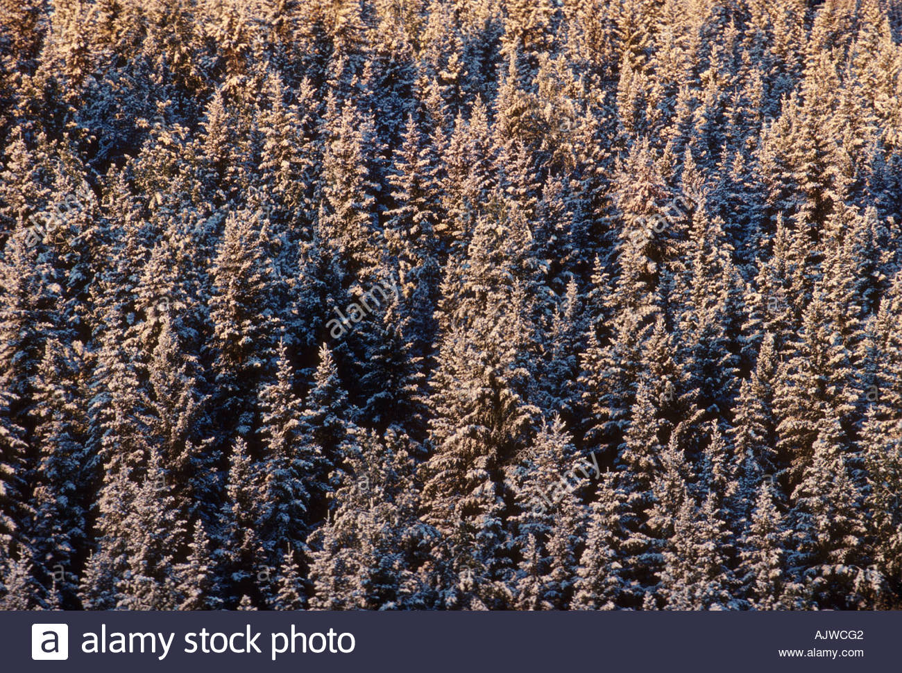 White Spruce Stock Photos & White Spruce Stock Images - Alamy
