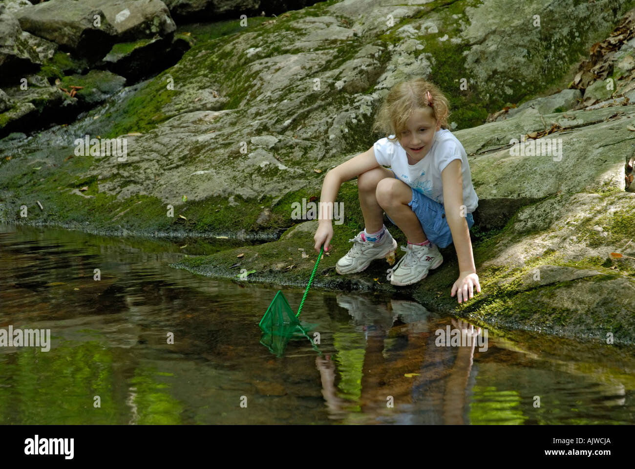 Frogs and insects hi-res stock photography and images - Alamy