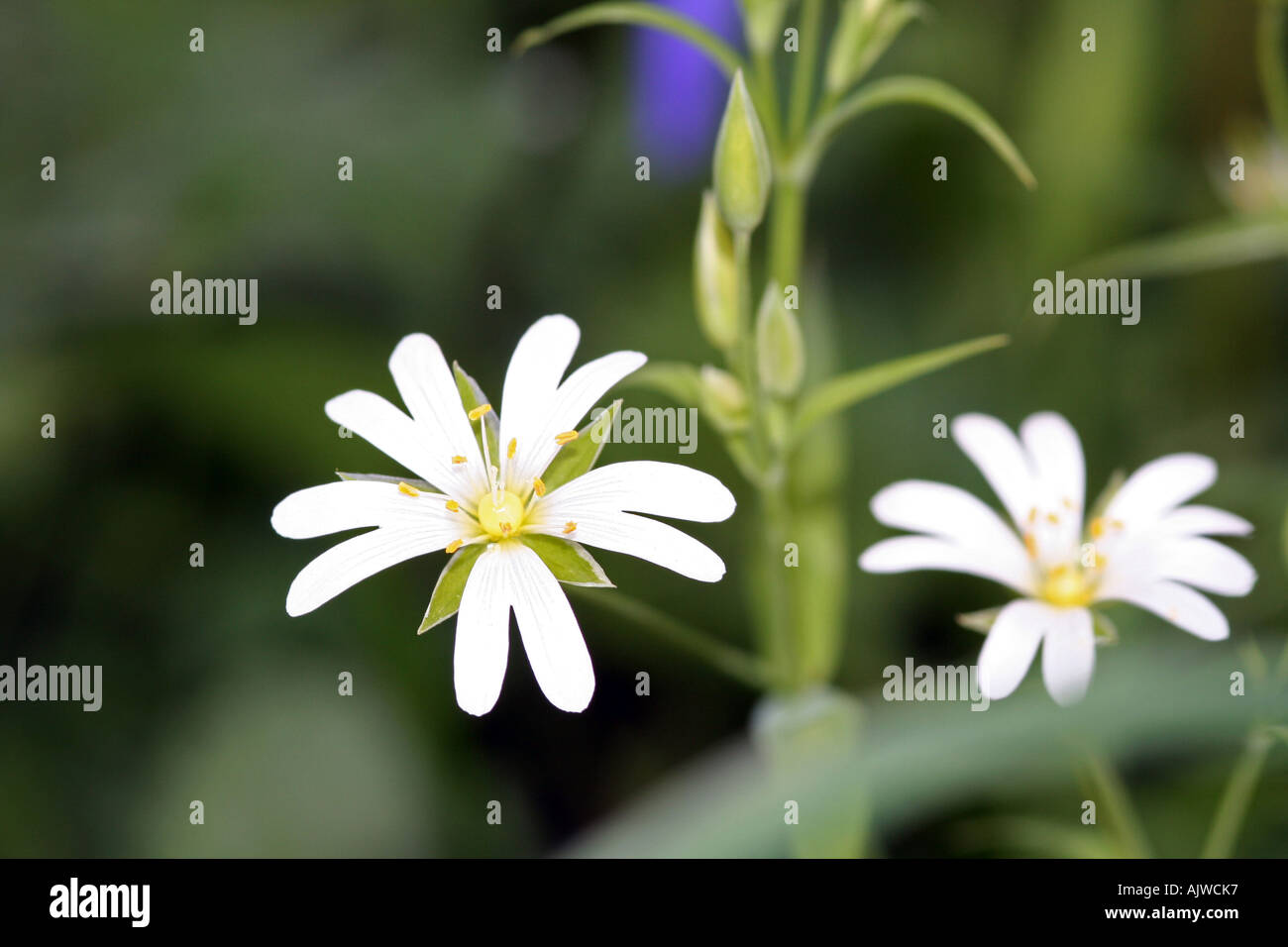 Stitch wort hi-res stock photography and images - Alamy