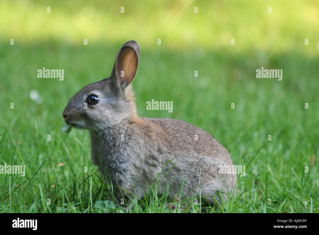 Wild Baby rabbit Stock Photo - Alamy