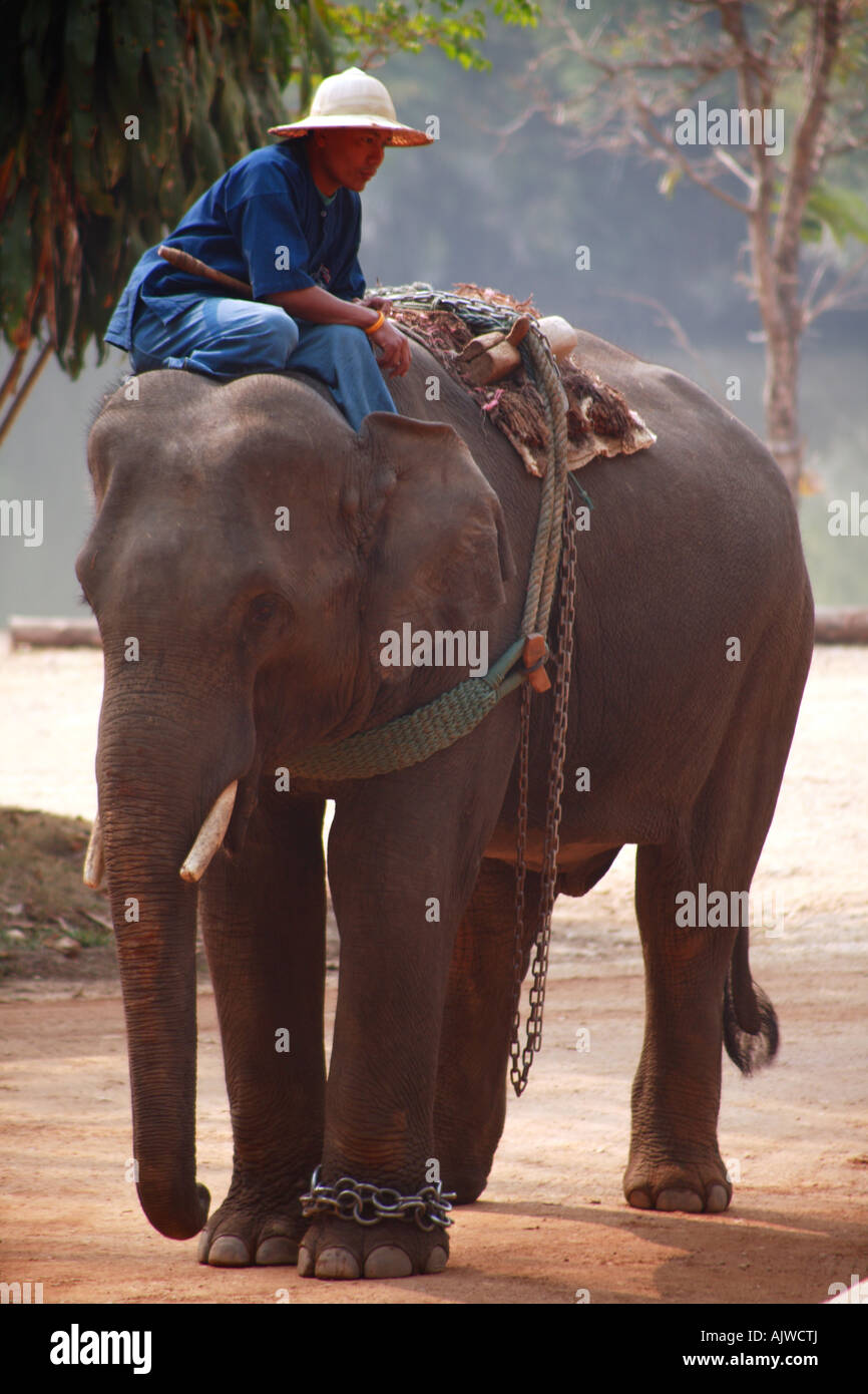 Elephant and mahout Stock Photo - Alamy