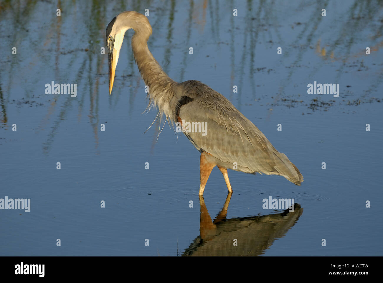 Great Blue Heron in Morning Light Stock Photo - Alamy