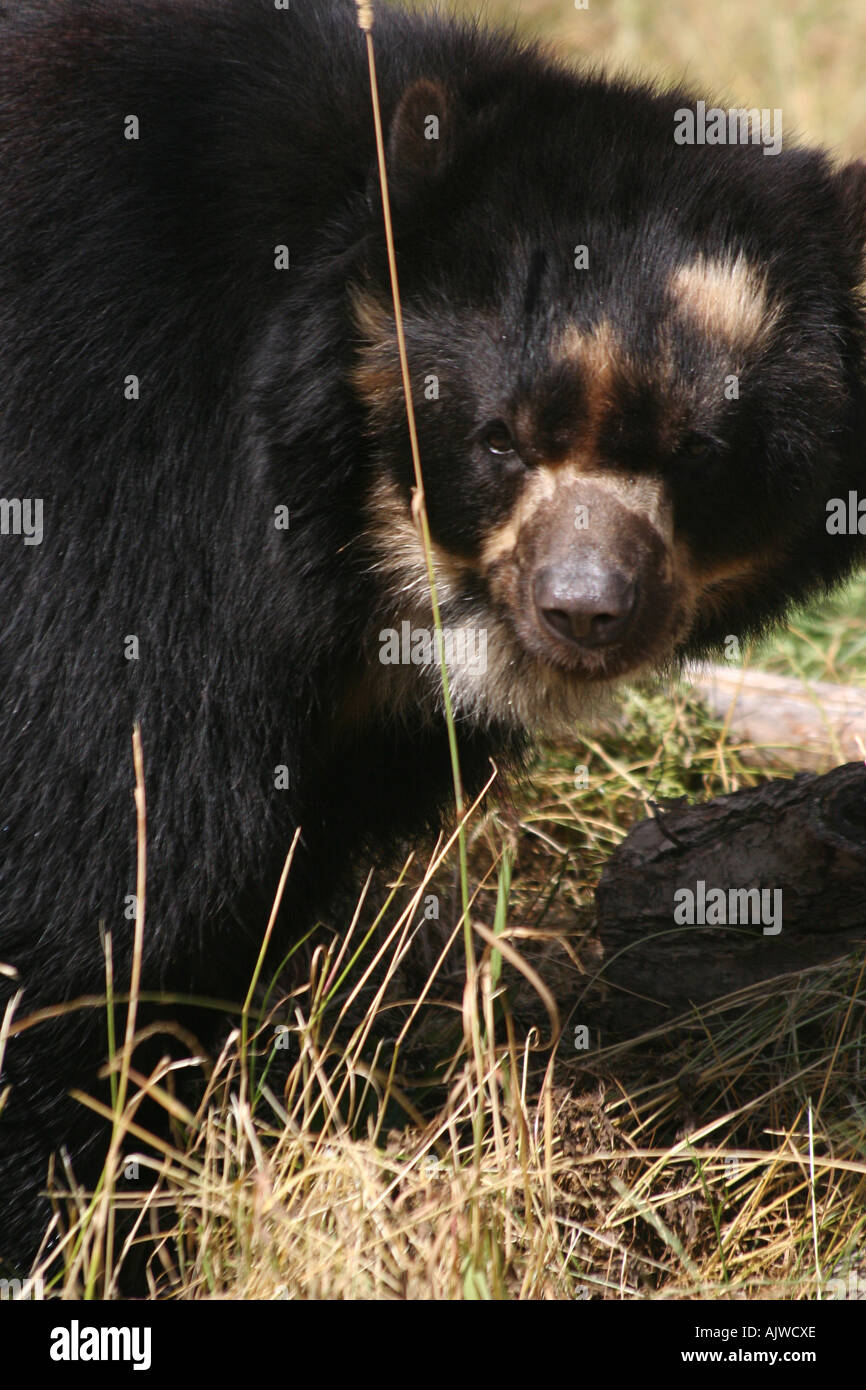 Docile bear hi-res stock photography and images - Alamy