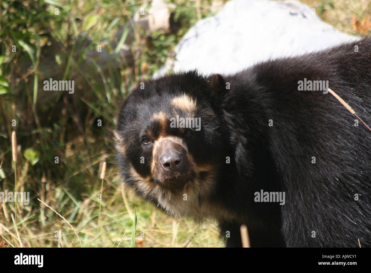 Docile bear hi-res stock photography and images - Alamy