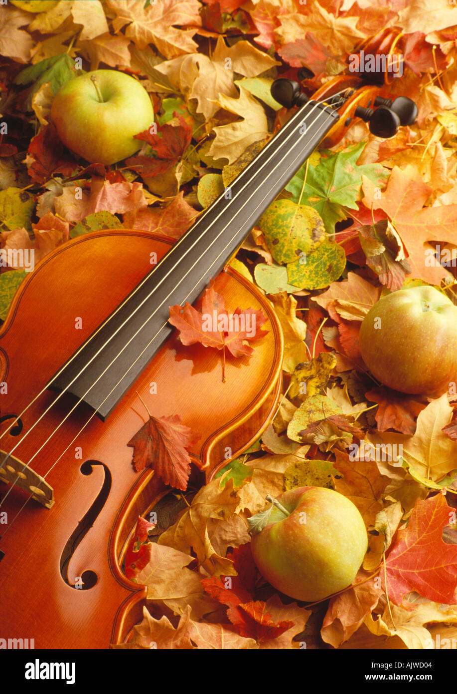 Violin lying in autumn leaves with fallen apples Stock Photo - Alamy