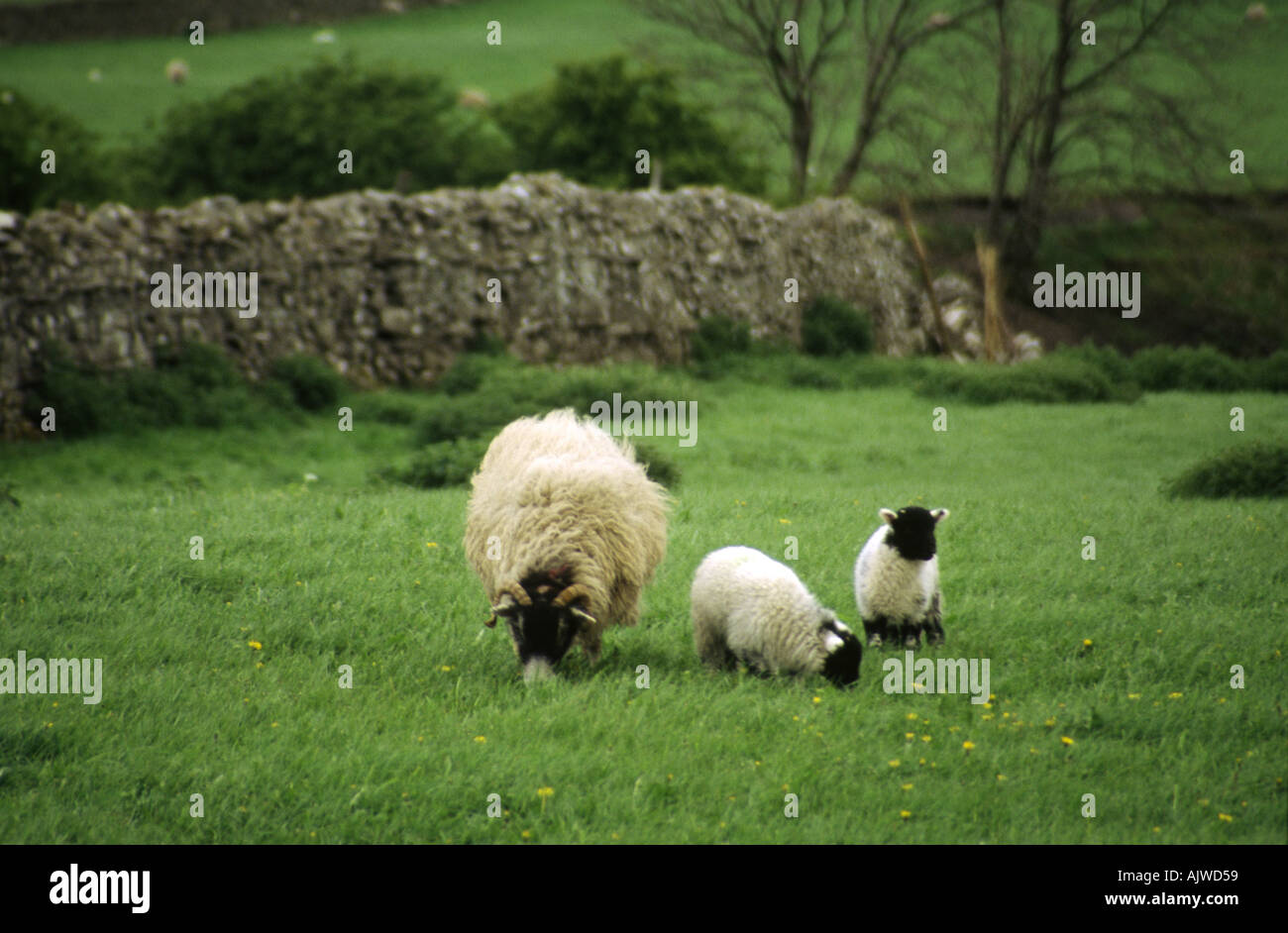 Sheep lamb yorkshire trees hi-res stock photography and images - Alamy