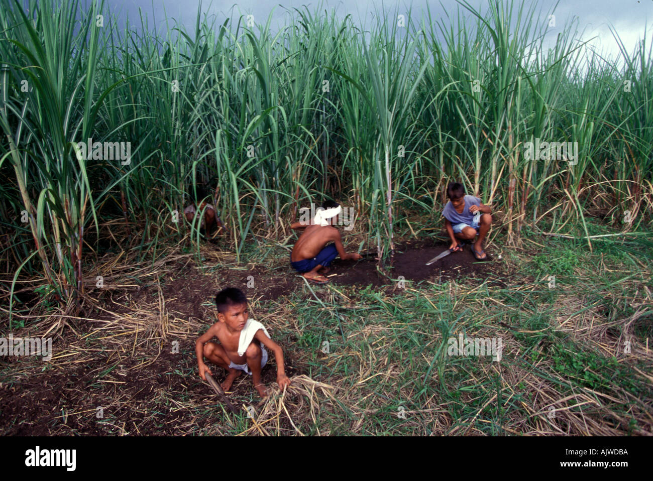 PHILIPPINES Child labourers in sugar cane platation, Leyte Island Stock ...