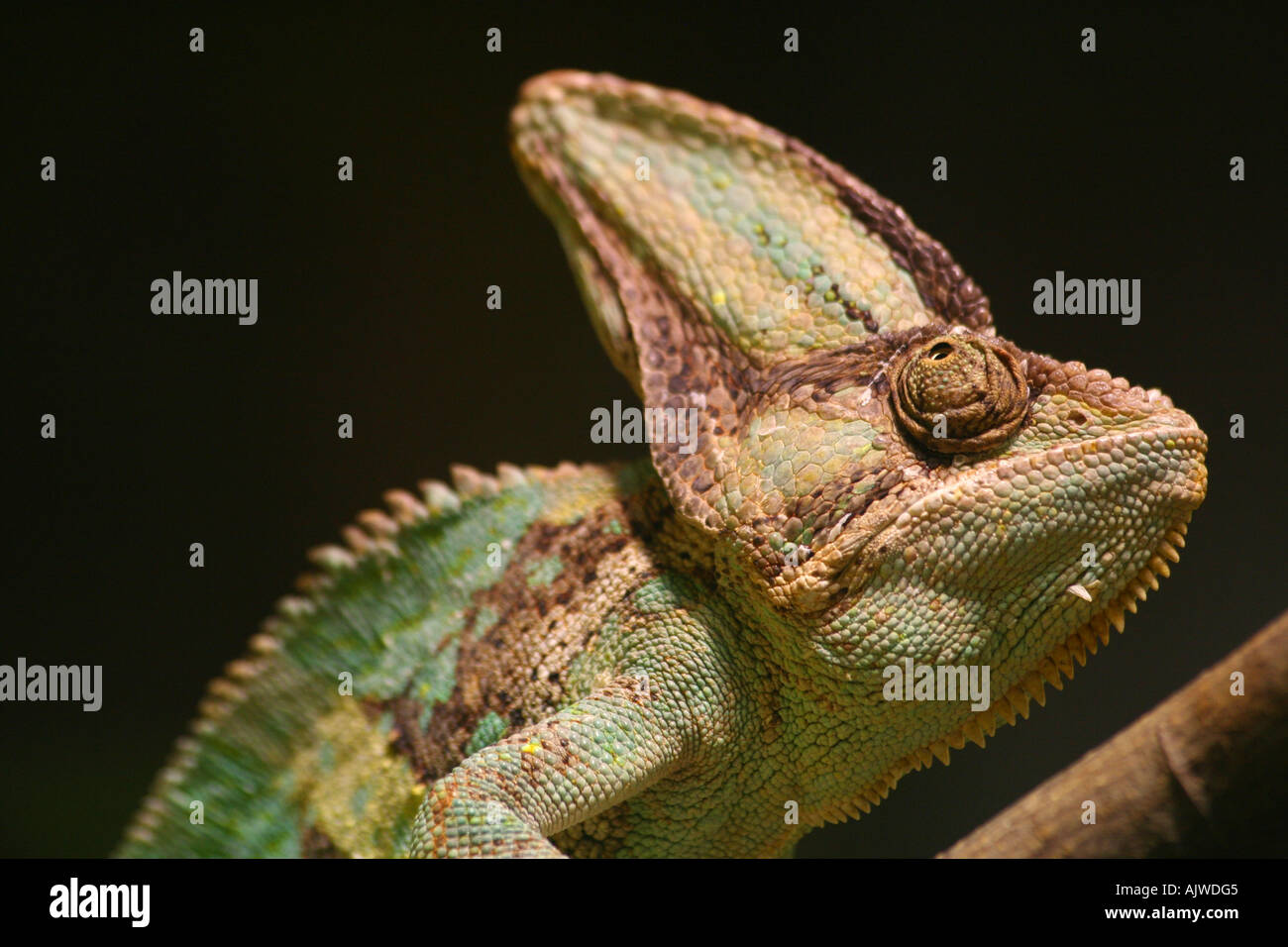 Veiled chameleon hunting hi-res stock photography and images - Alamy