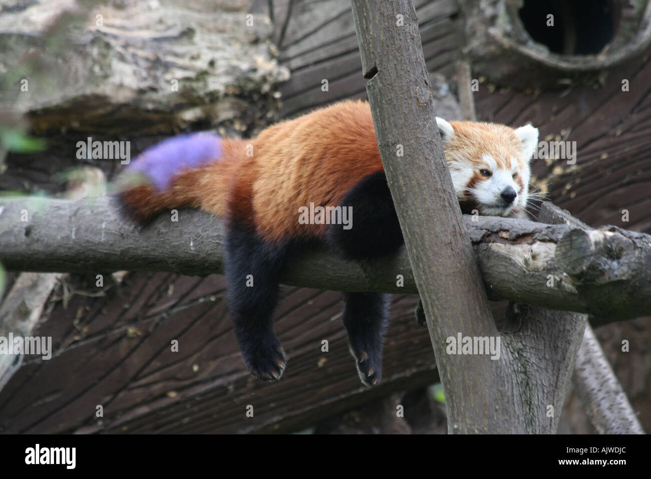 Sleepy red panda hi-res stock photography and images - Alamy