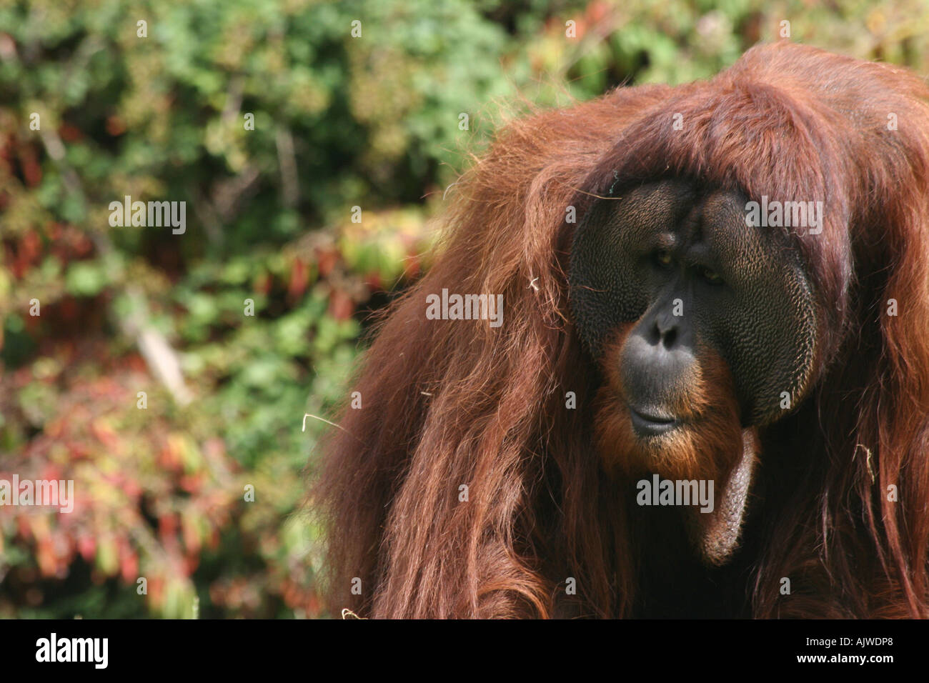 Adult male Sumatran Orangutan Stock Photo - Alamy
