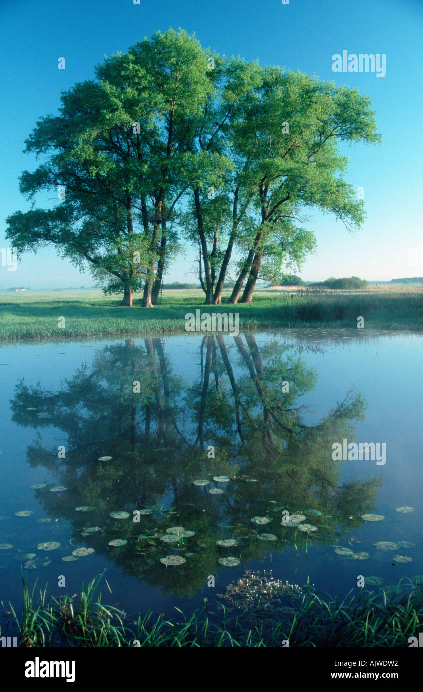 Aspen silence hi-res stock photography and images - Alamy