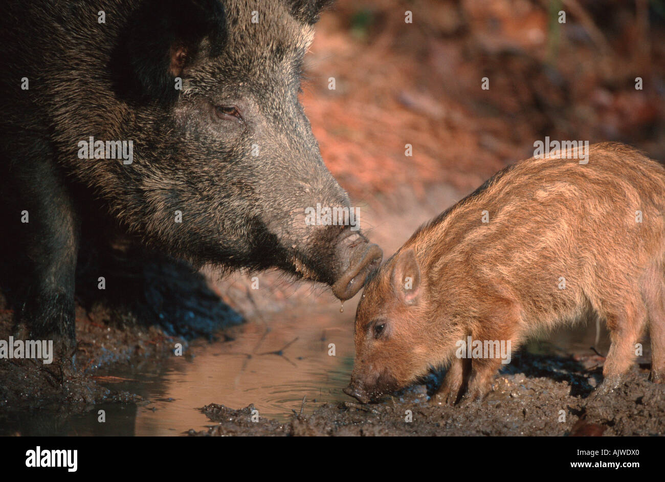 Sniffing wild boar juvenile hi-res stock photography and images - Alamy